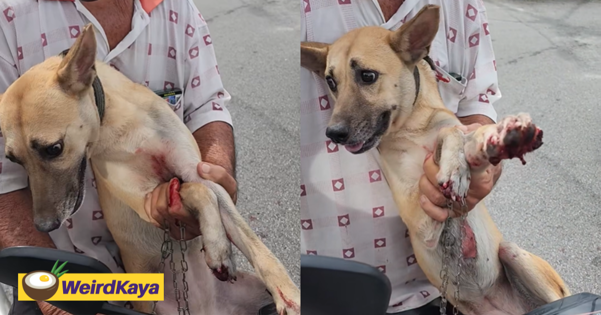 Dog Left With Bloodied Paws After Man Allegedly Dragged It Behind ...
