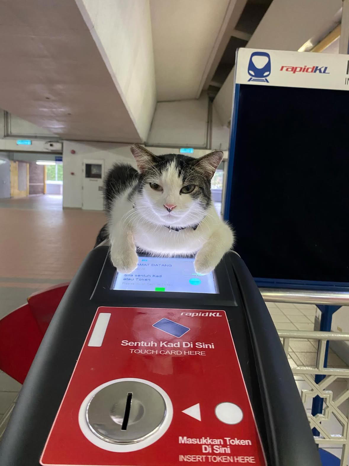 M’sians Jokingly Rant About ‘Unfriendly' Cat Guarding RapidKL Gate ...